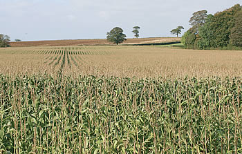 17. Forage maize - fertiliser requirements - Potash Development ...