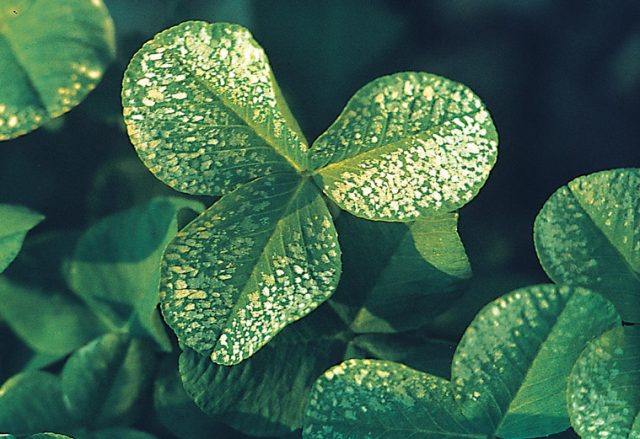 Deficiency symptoms - Potash Development Association (PDA)