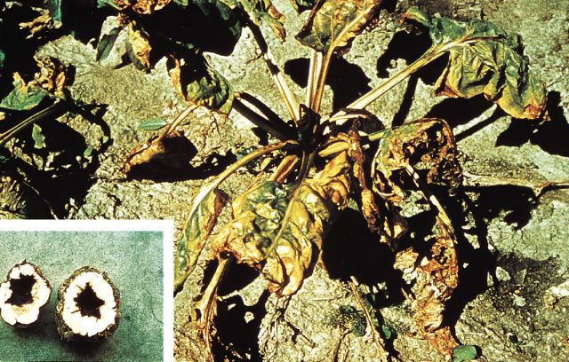 16. Fodder beet - fertiliser requirements - Potash Development ...