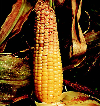 Nutrition of the maize crop - Potash Development Association (PDA)